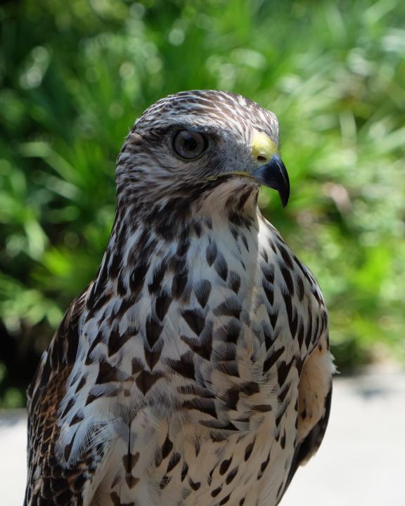 Red Shouldered Hawk | Shutterbug Red Shouldered Hawk | Shutterbug